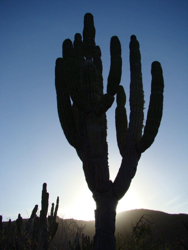 The Mighty Cardón | Todos Santos Official Website - Baja California Sur ...